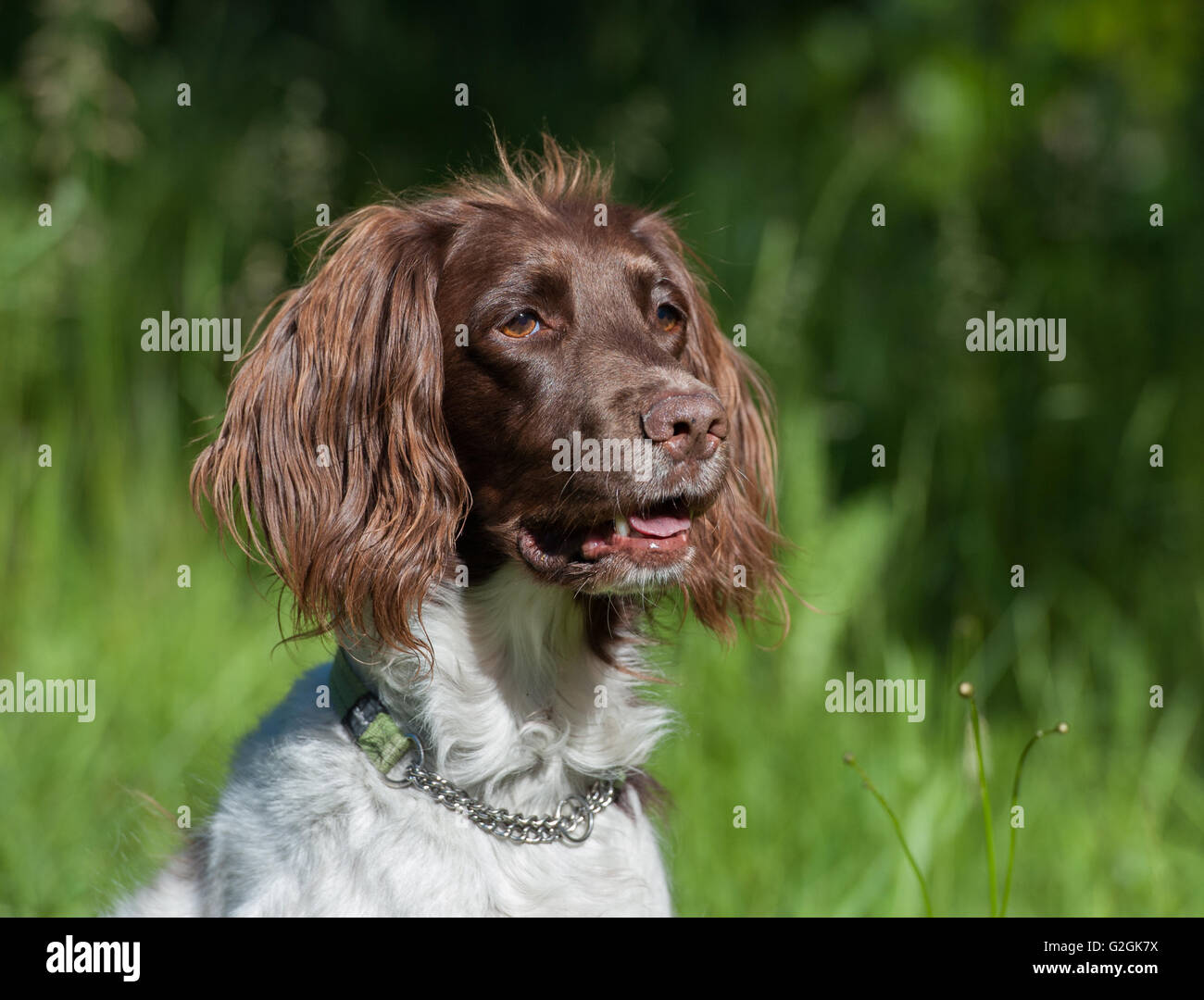 Liver white springer spaniel hi-res stock photography and images - Alamy