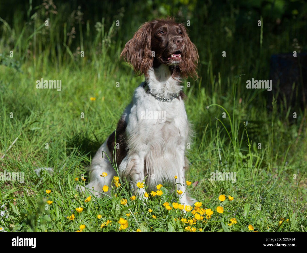 English Springer Spaniel Stock Photo - Alamy