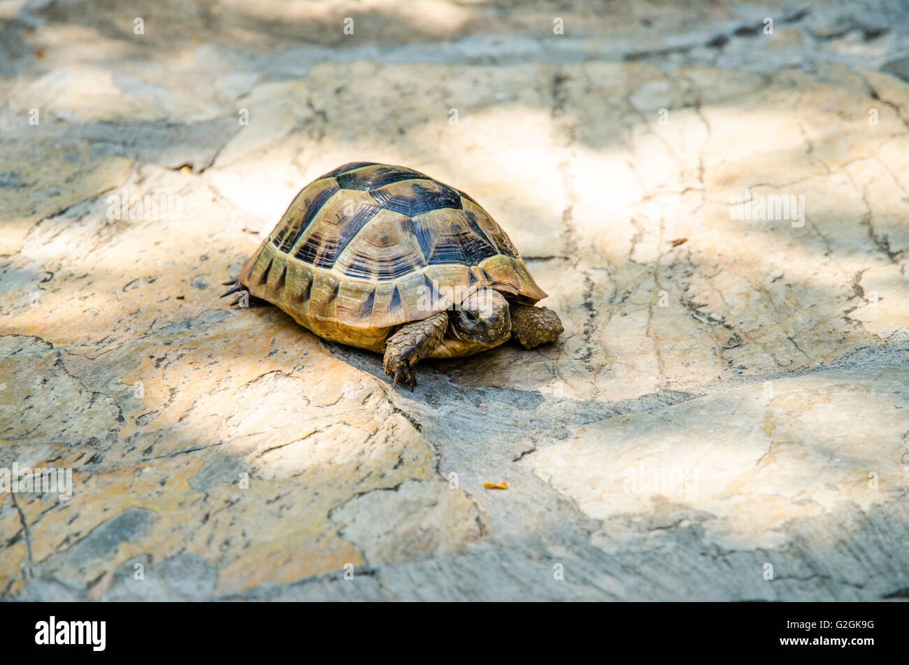 brown turtle reptile animal image Stock Photo - Alamy