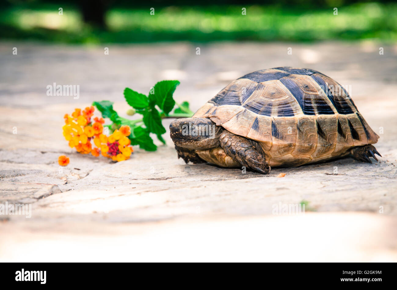 brown turtle reptile animal image Stock Photo - Alamy