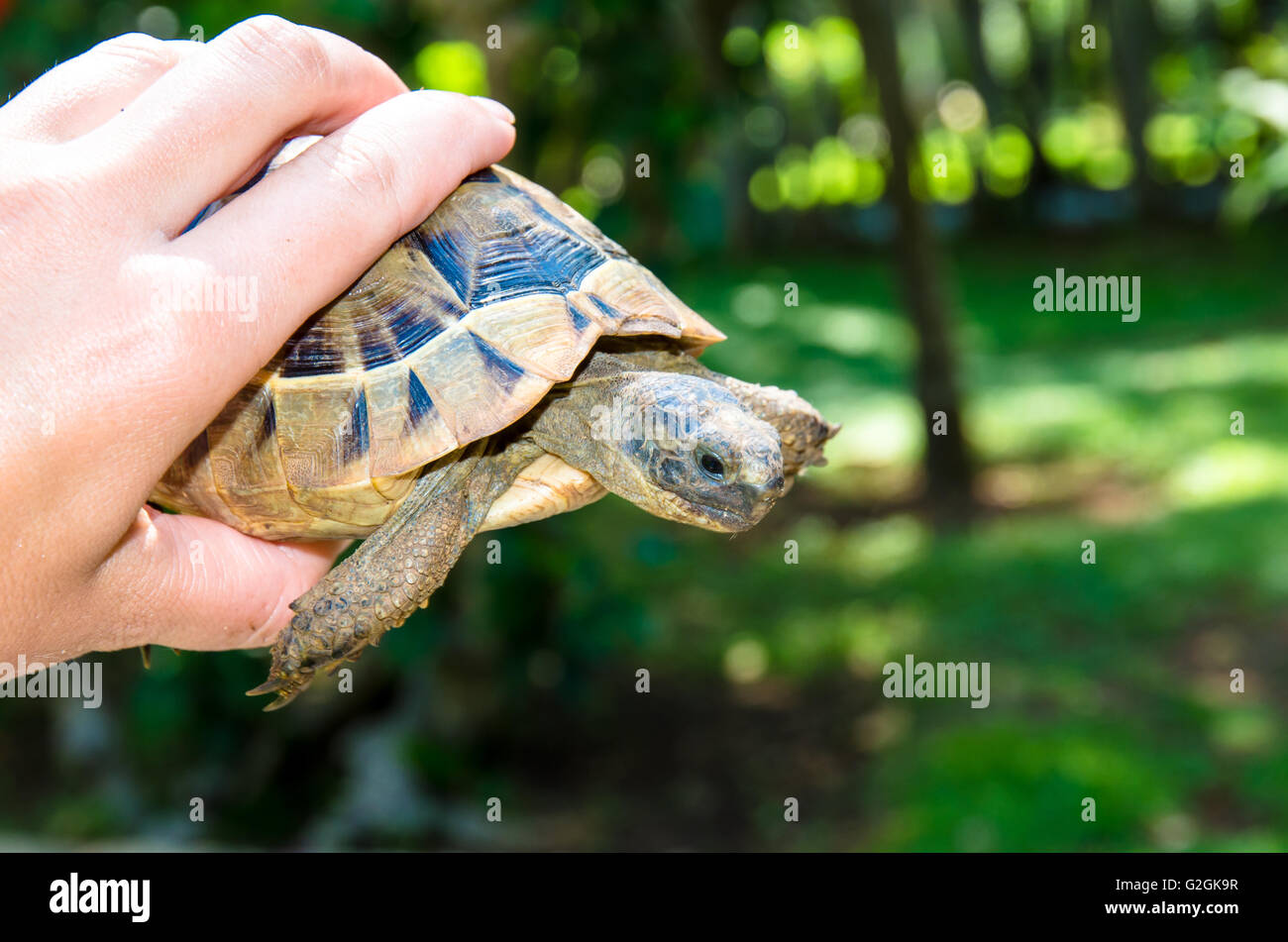 Animal have hand hi-res stock photography and images - Alamy