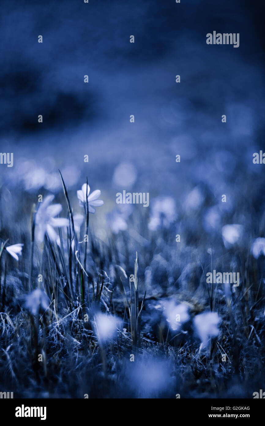 Wildflowers with Blue Tint Stock Photo - Alamy