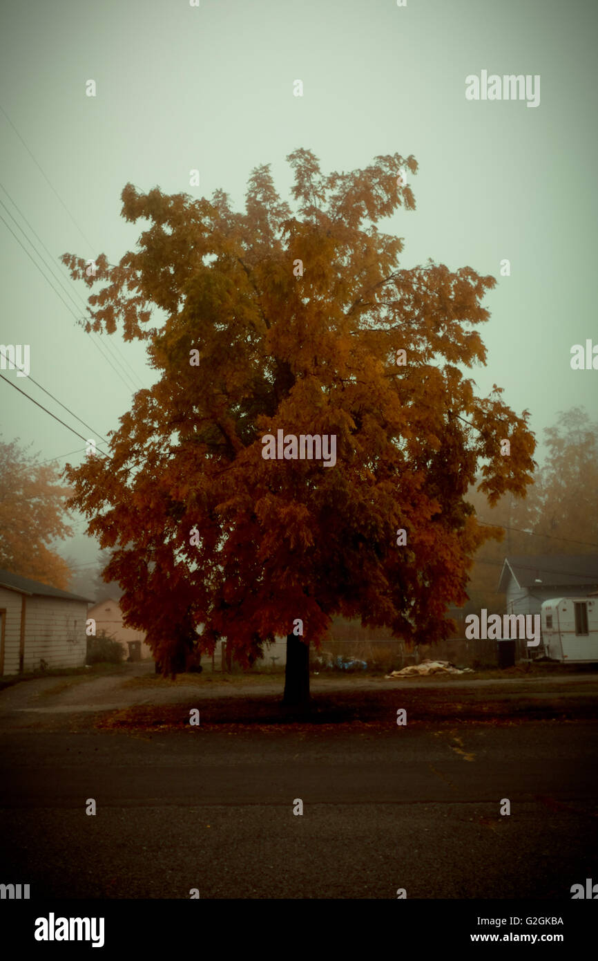 Large Autumn Tree in Residential Neighborhood Stock Photo - Alamy