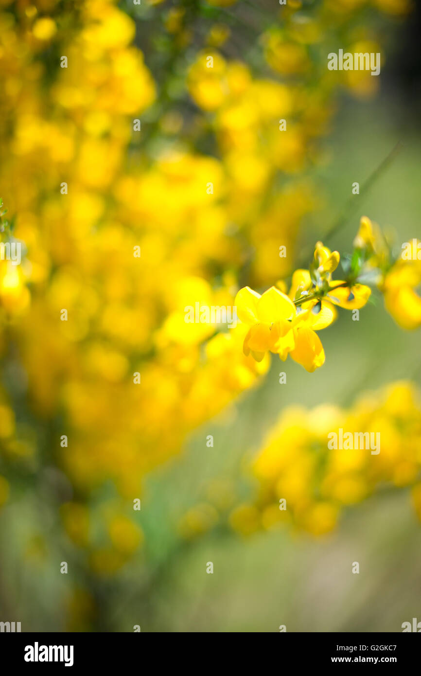 Wildflowers yellow hi-res stock photography and images - Alamy