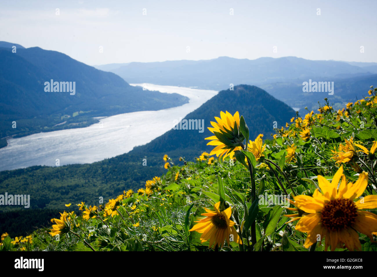 Yellow Sunflowers on Hillside Overlooking Columbia River, Washington ...