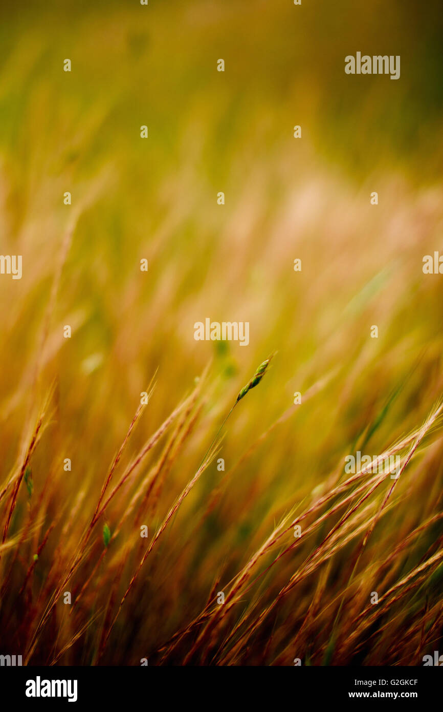 Golden grass field hi-res stock photography and images - Alamy