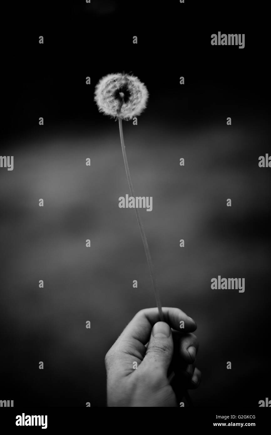 Hand Holding Dandelion Stock Photo - Alamy