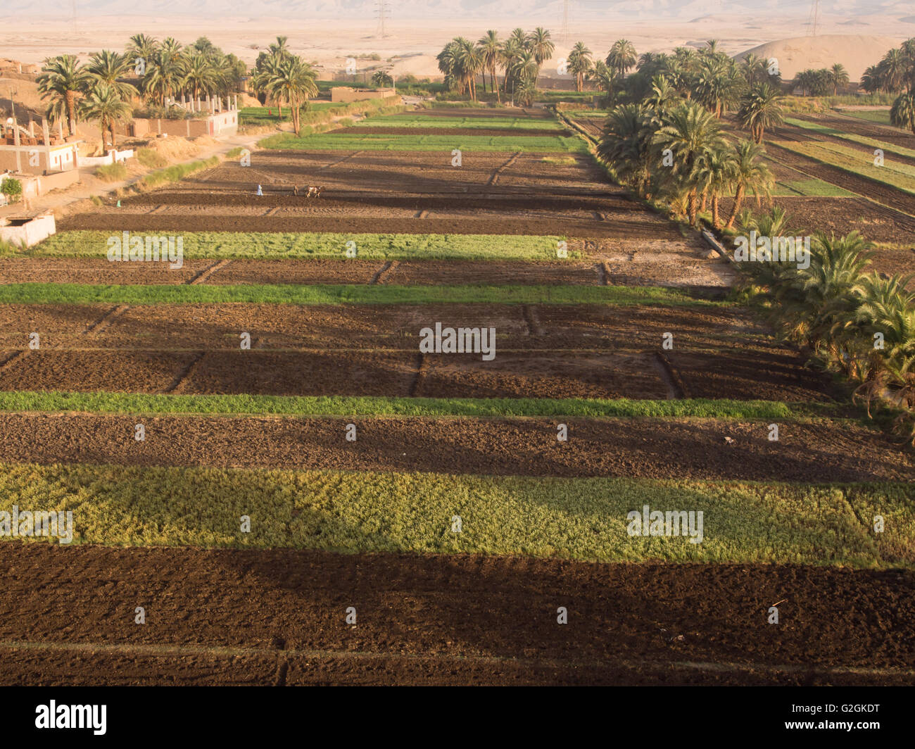 Nile Valley Farm