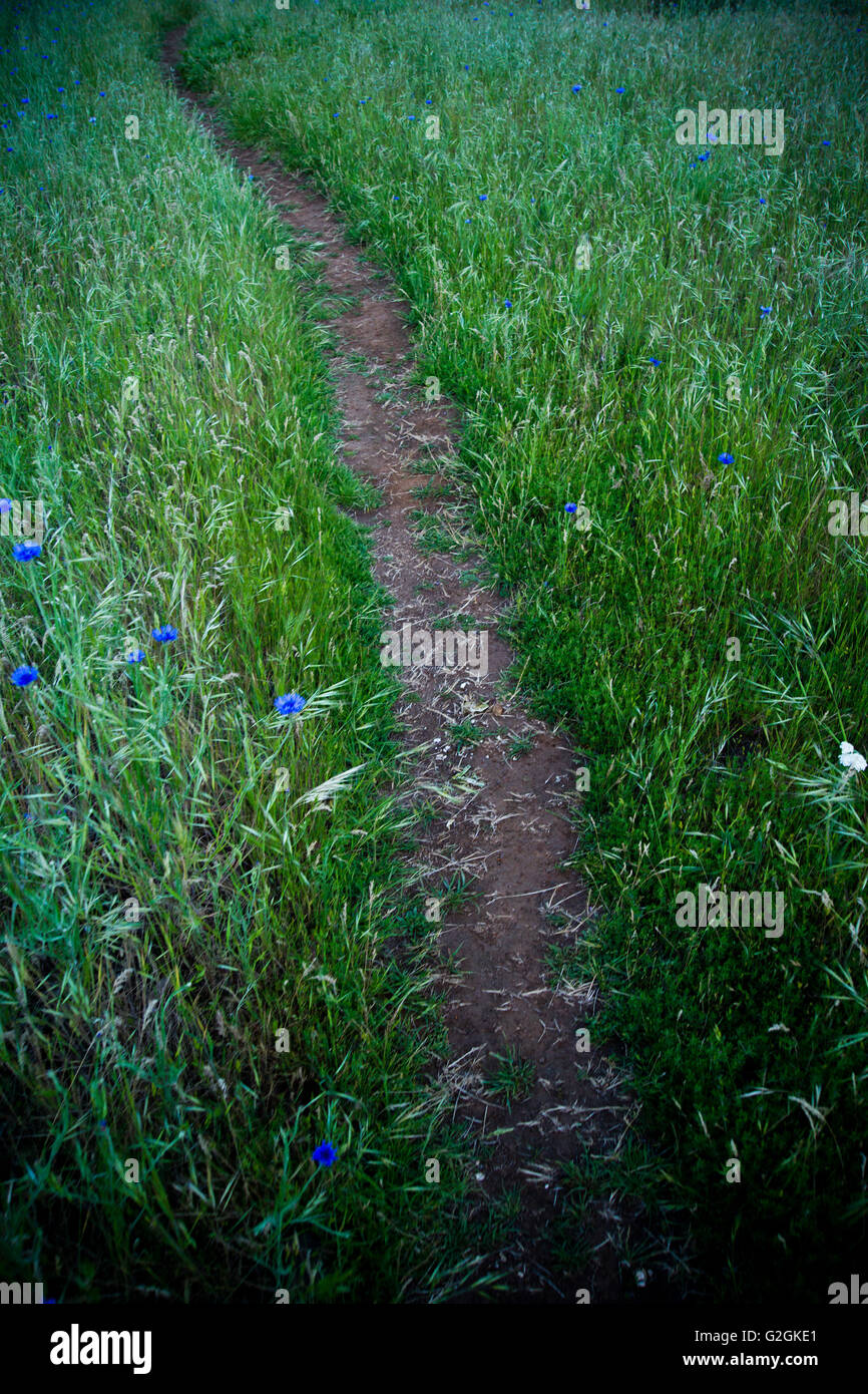 Walking Path Through Wild Grass Stock Photo - Alamy