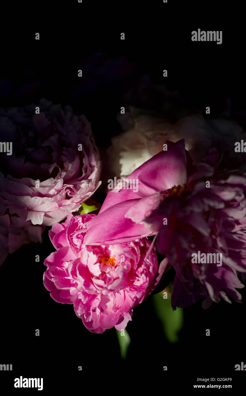 Pink Roses in Shadow Stock Photo - Alamy