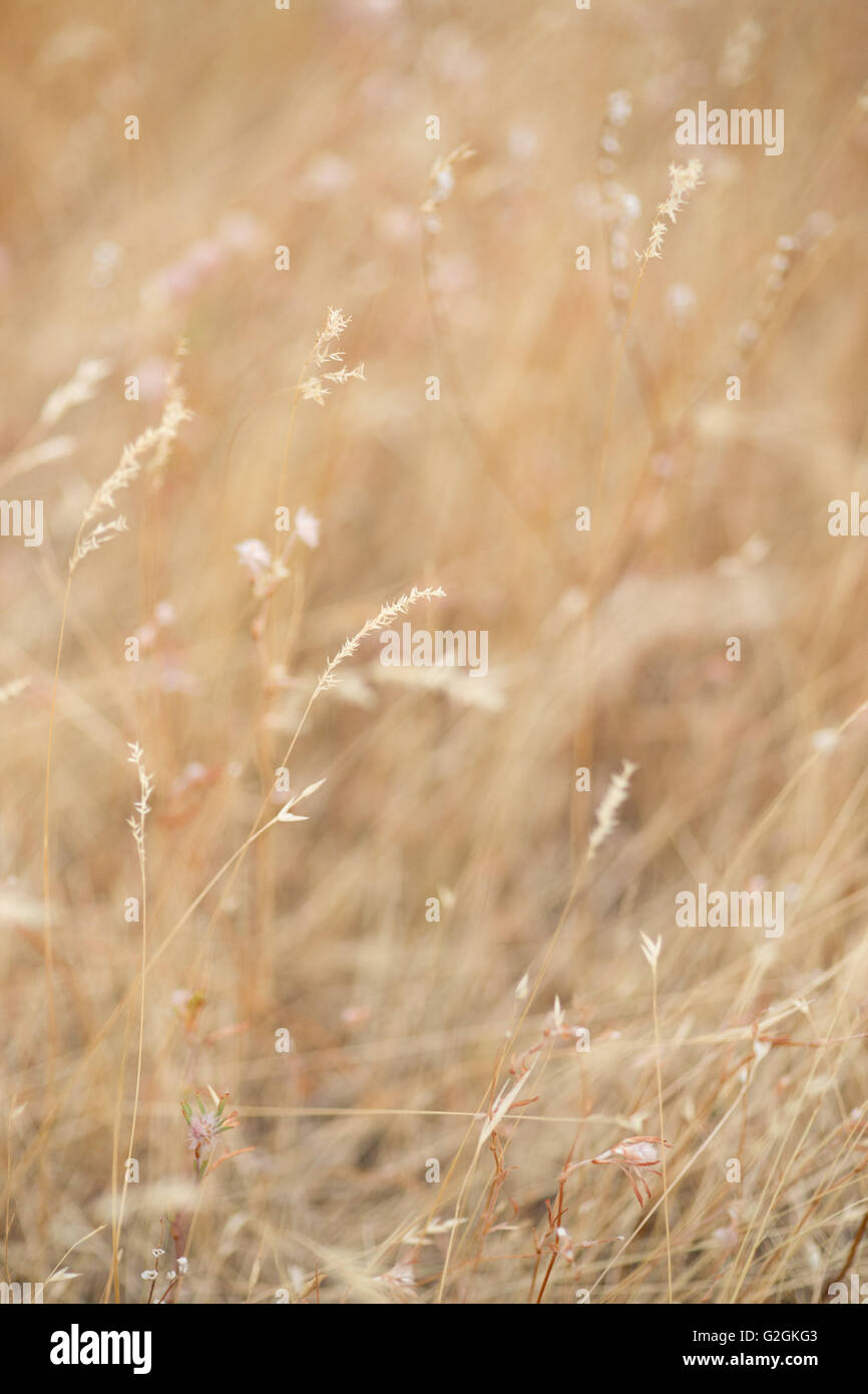 Wild Grass in Field, Close-Up Stock Photo - Alamy
