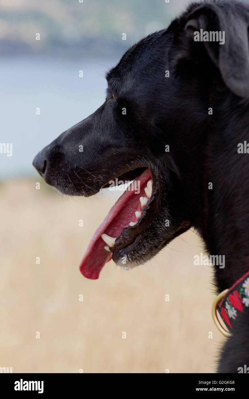 Black Dog, Close-Up Profile Stock Photo - Alamy
