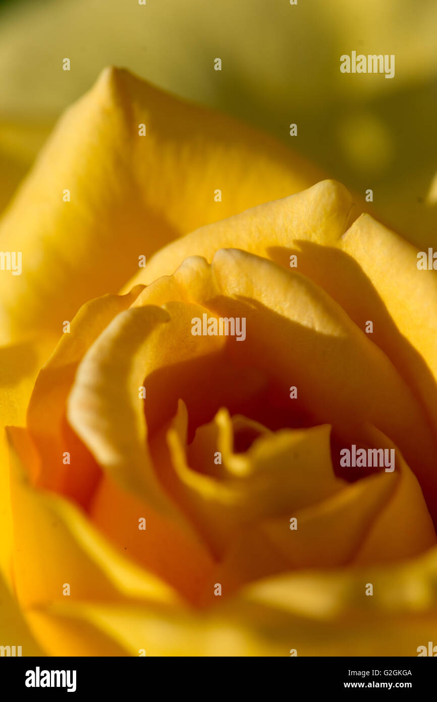 Yellow Rose, Close-Up Stock Photo - Alamy