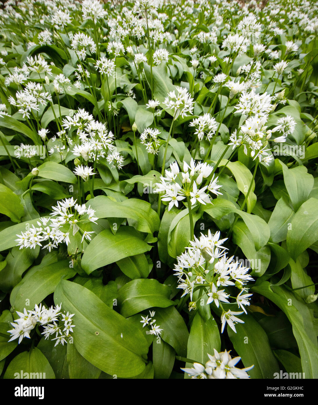 Wild Garlic Plant