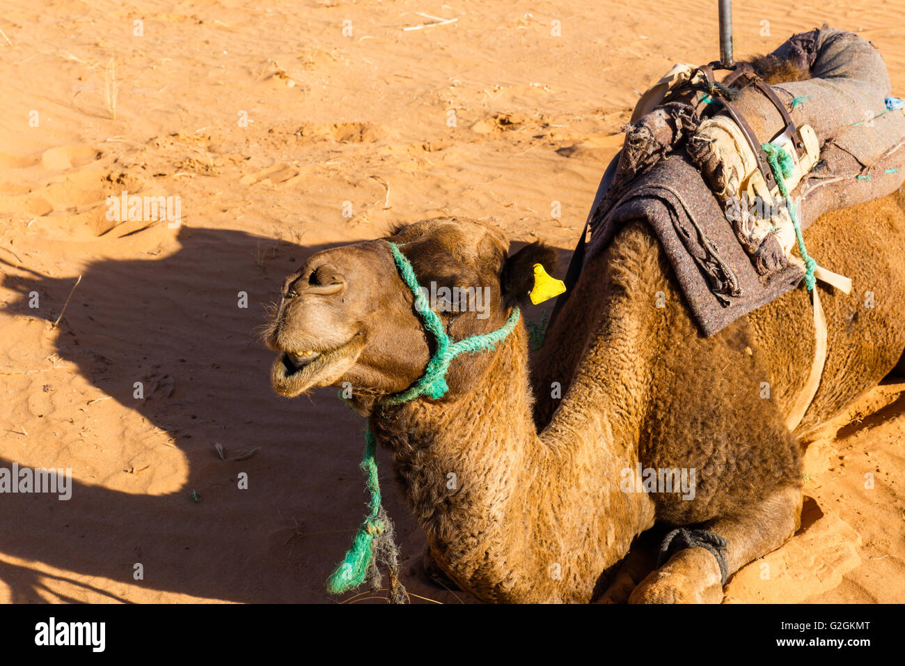 camel lying on sand in the desert Stock Photo - Alamy