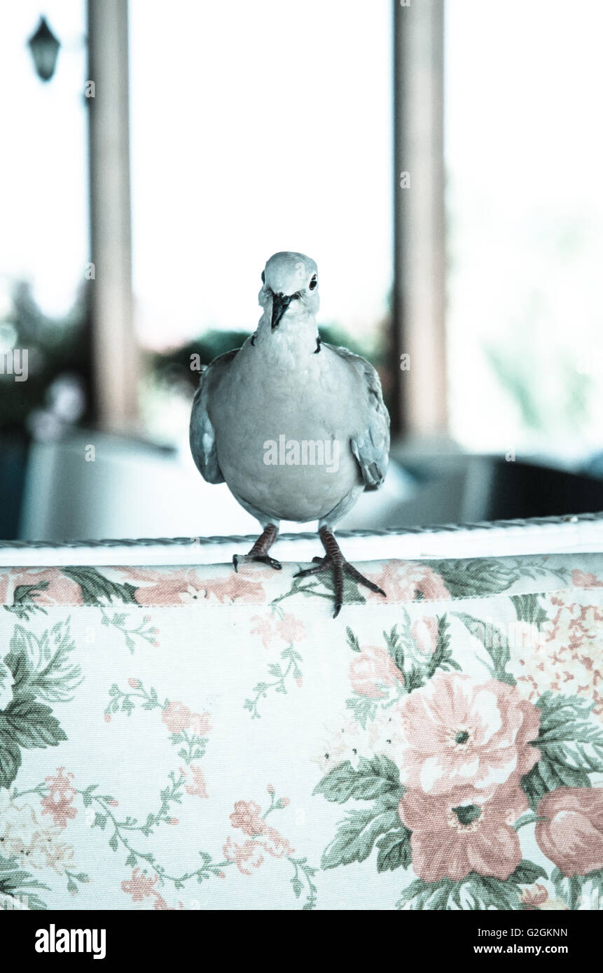 White pigeon sitting on chair hi-res stock photography and images - Alamy