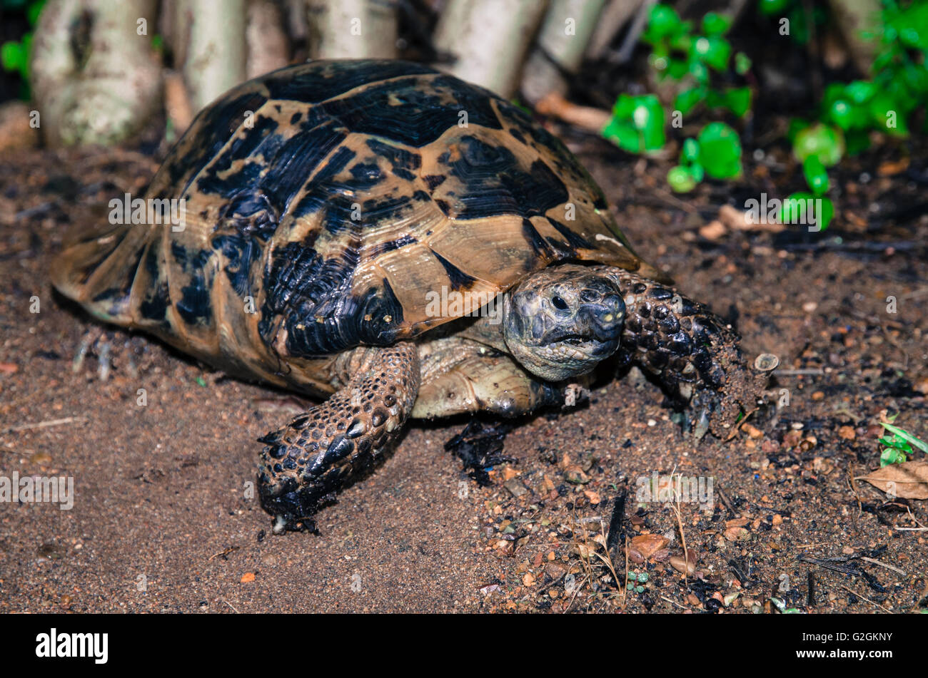 Brown shell turtle hi-res stock photography and images - Alamy