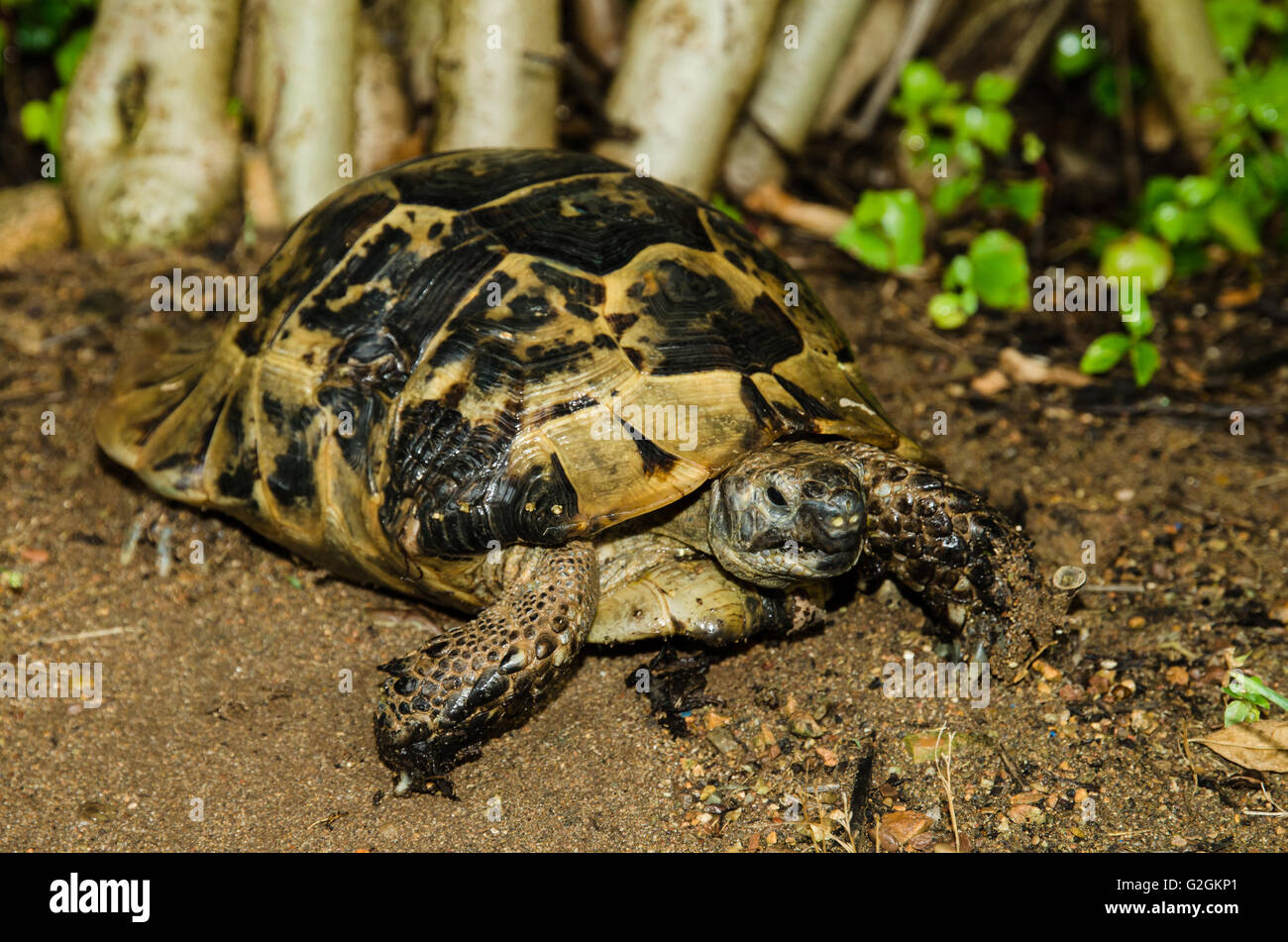 brown turtle reptile animal image Stock Photo - Alamy