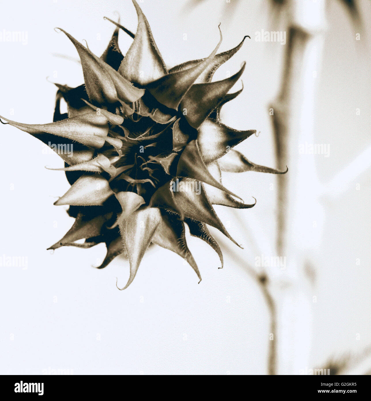 Decayed sunflower hi-res stock photography and images - Alamy