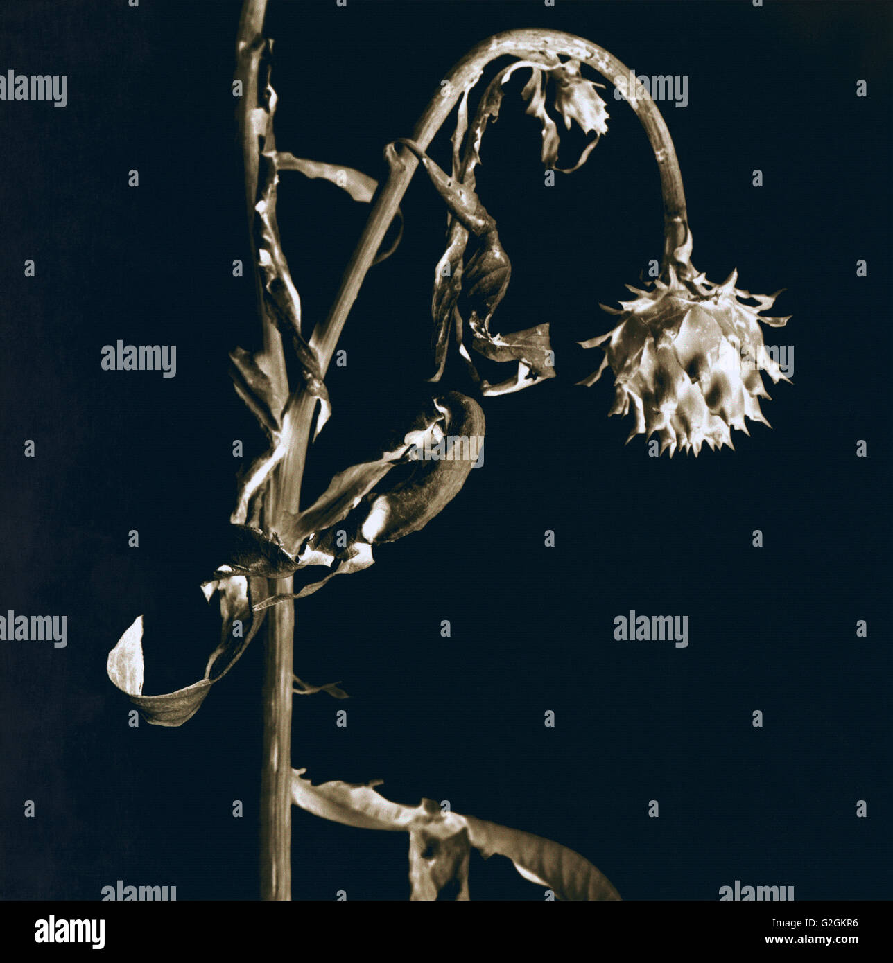 Protea seed hi-res stock photography and images - Alamy