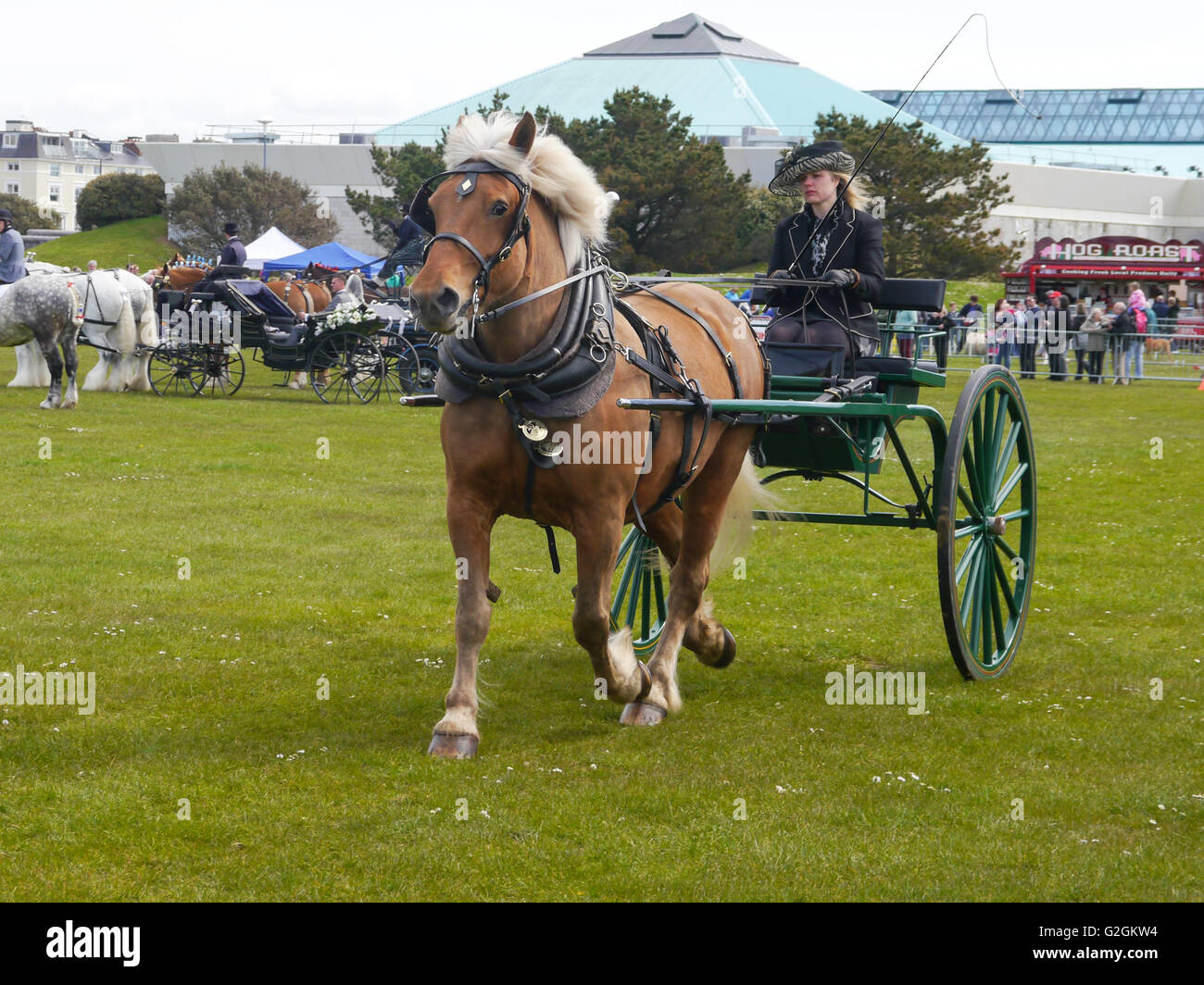 Heavy Horses pulling a Canadian style carriage at the Rural and ...