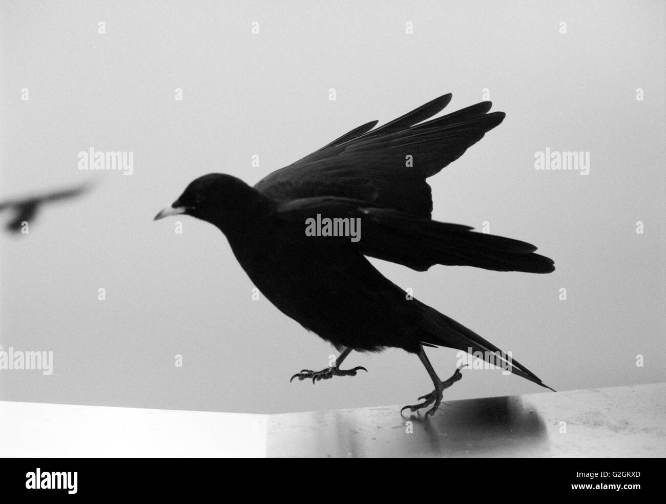 Bird Taking off From Ledge Stock Photo - Alamy