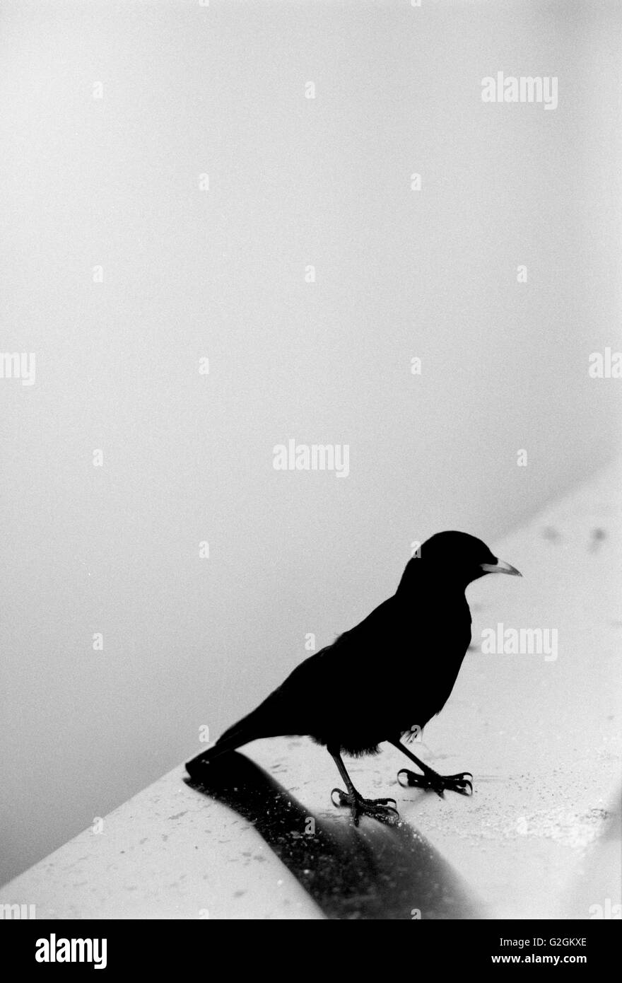 Bird Standing on Ledge, High Angle View Stock Photo - Alamy