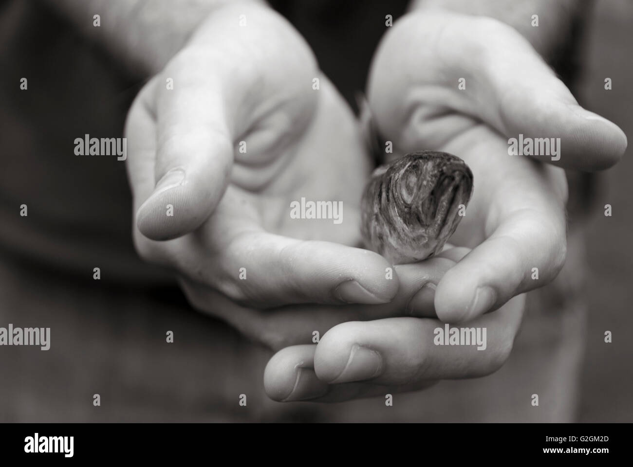 Small Fish in Hands Stock Photo - Alamy