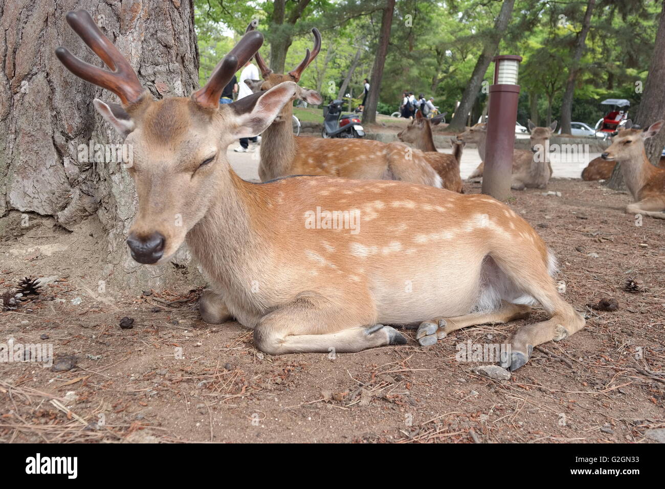 Nara Park Deer Stock Photo - Alamy