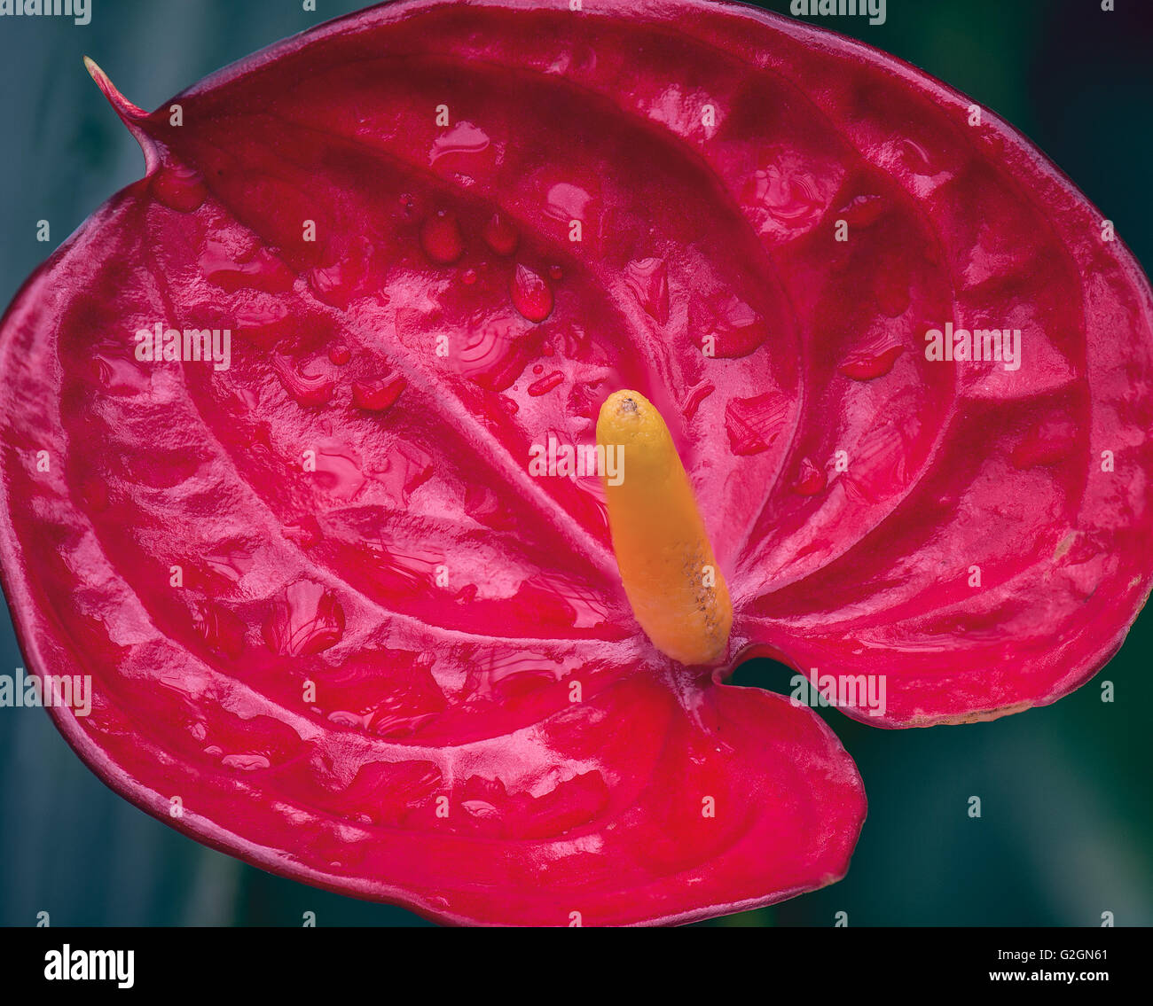 Anthurium Anderianum 'Red Champion' Oilcloth flower with the yellow ...