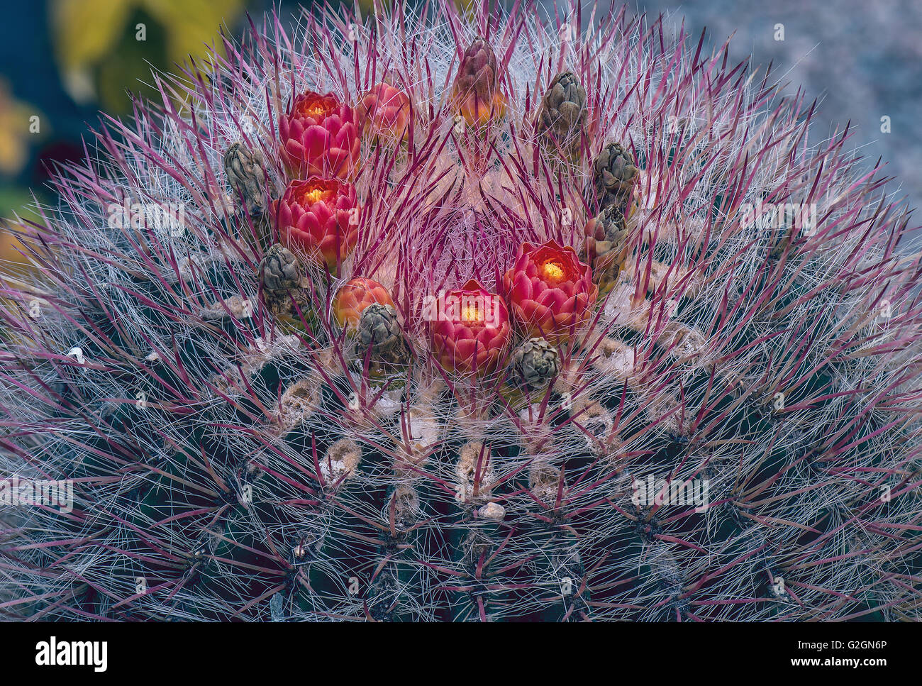 Aberdeen, Scotland Cactus with flower Stock Photo - Alamy