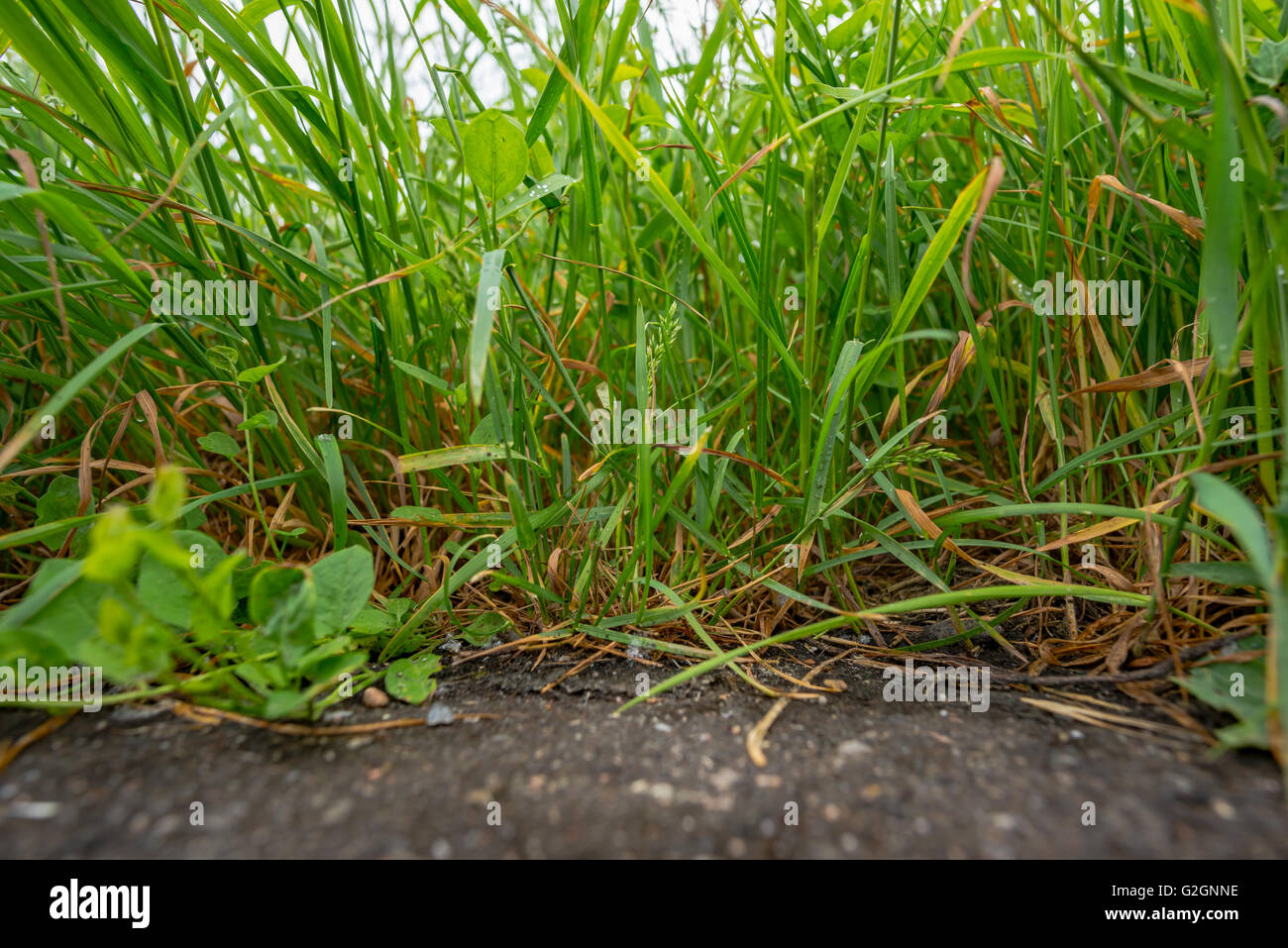 green grass in summer Stock Photo - Alamy