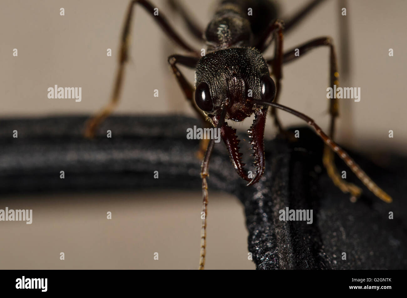Ant macro hi-res stock photography and images - Alamy