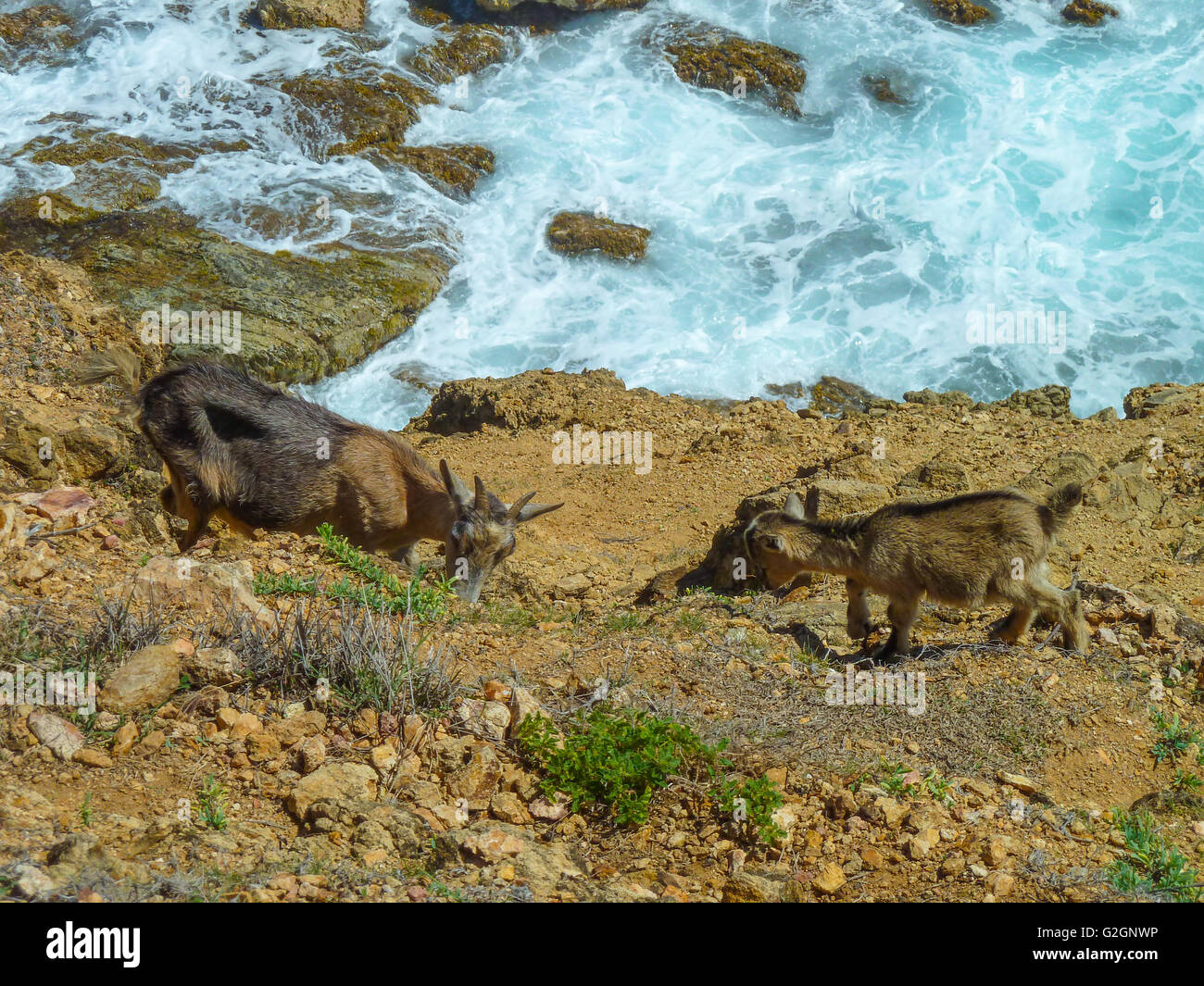 two wild goat standing above a very active surf below in St. Bart's ...