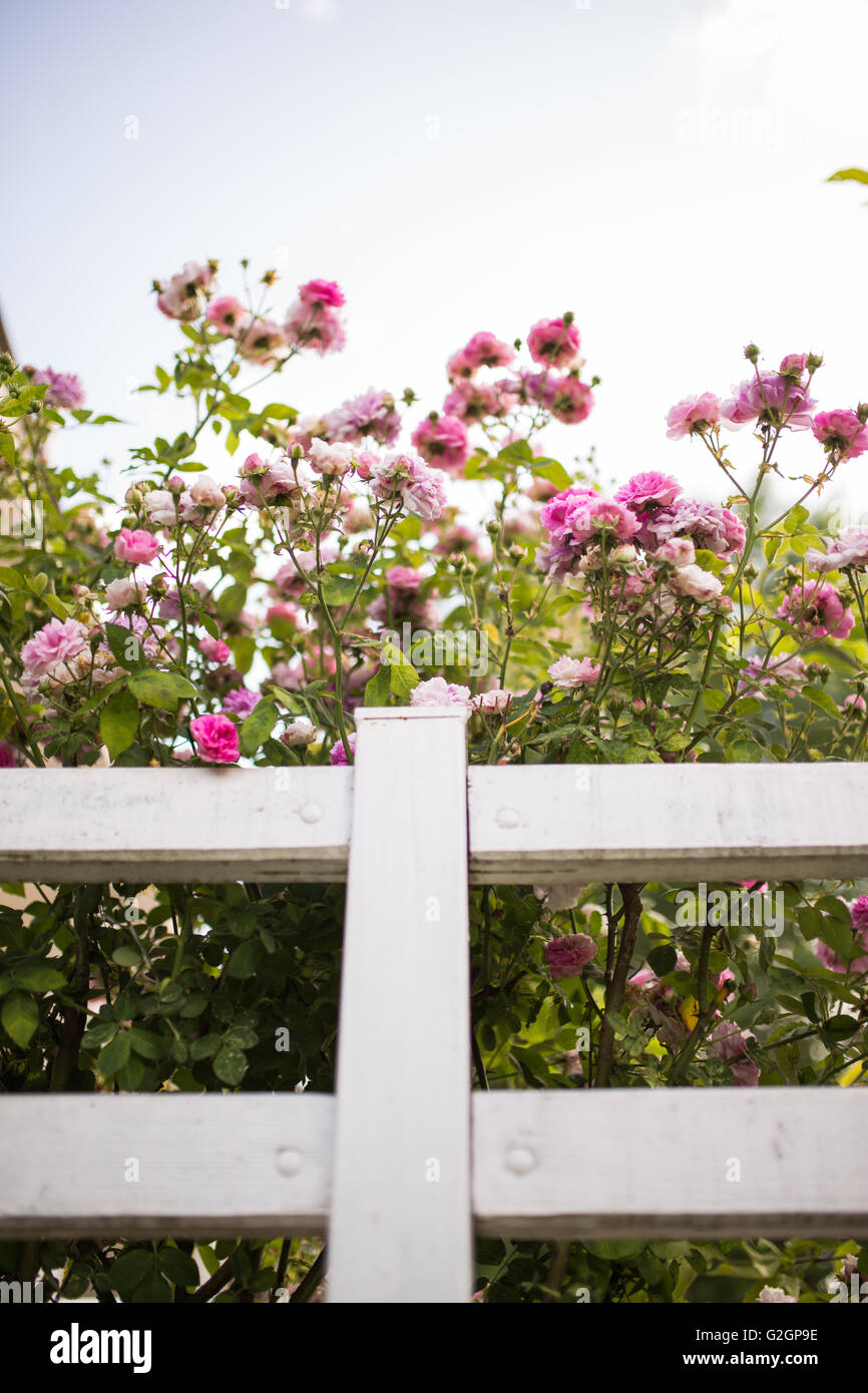 Beautiful pink roses in the garden Stock Photo - Alamy