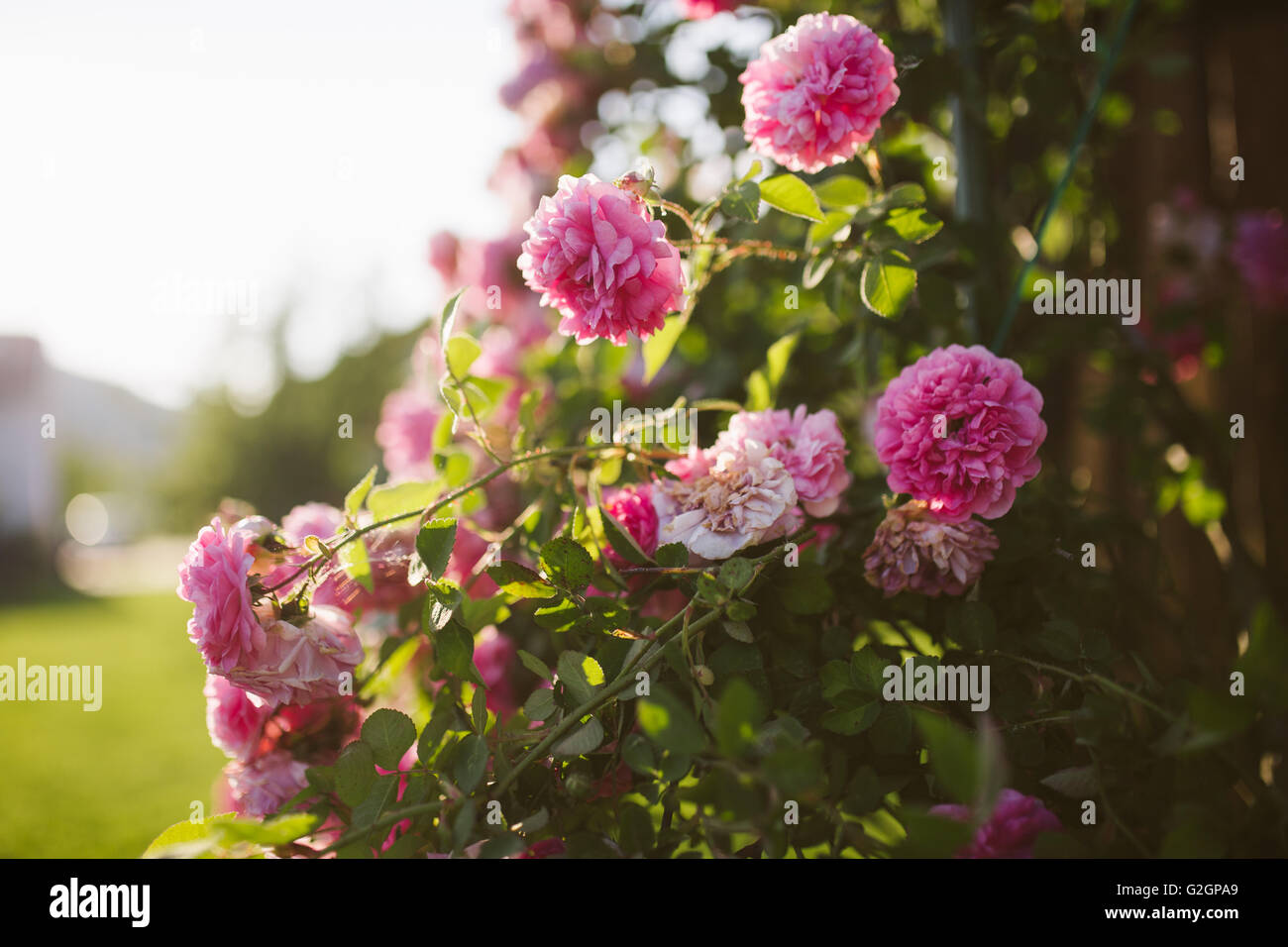 Beautiful pink garden roses Stock Photo - Alamy