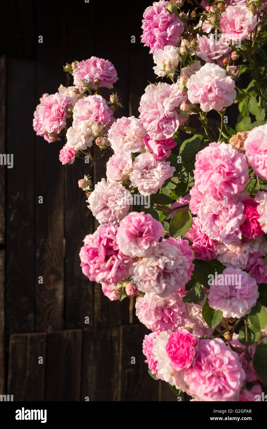 Beautiful pink garden roses Stock Photo - Alamy