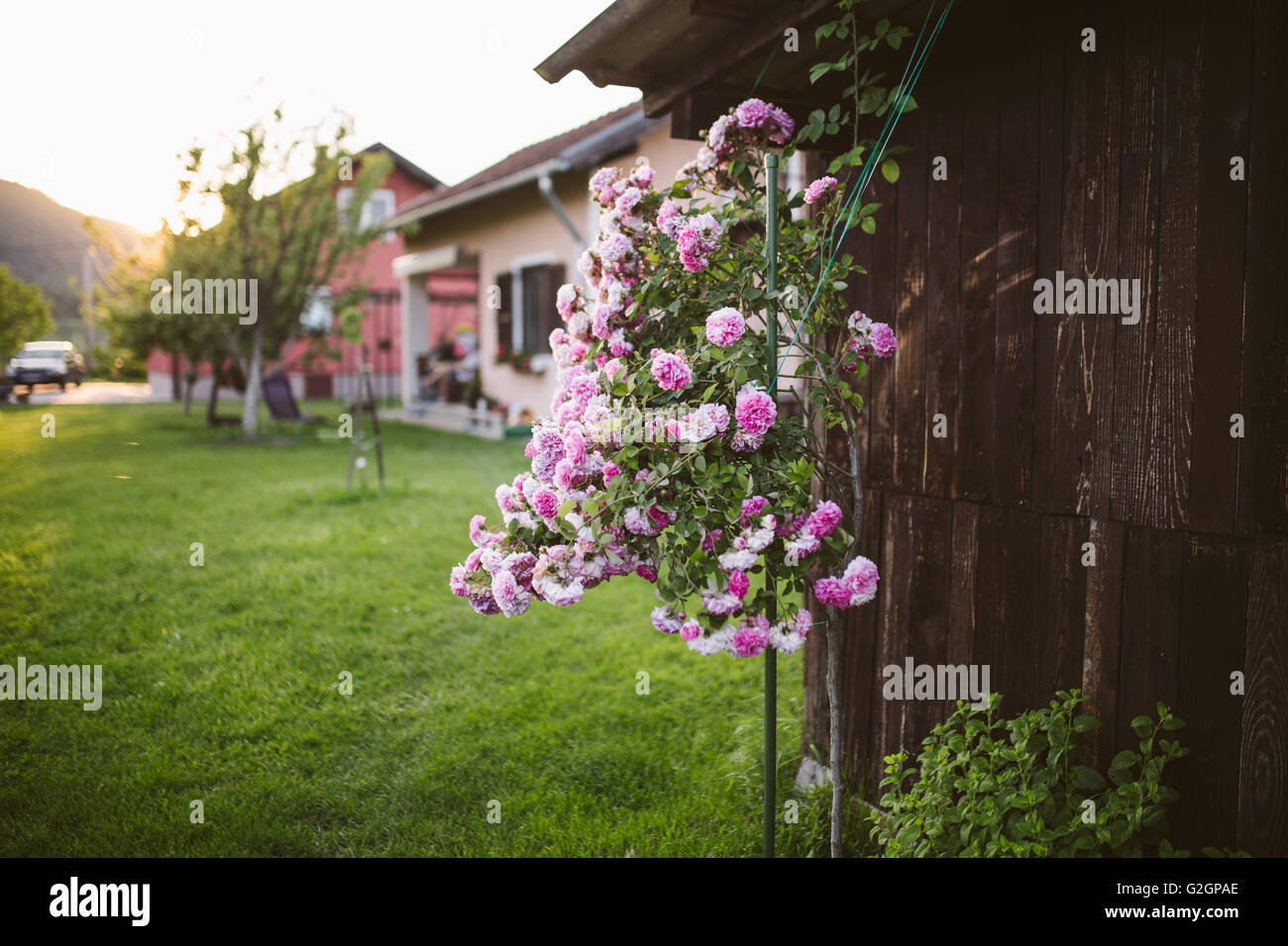 Beautiful garden roses hi-res stock photography and images - Alamy