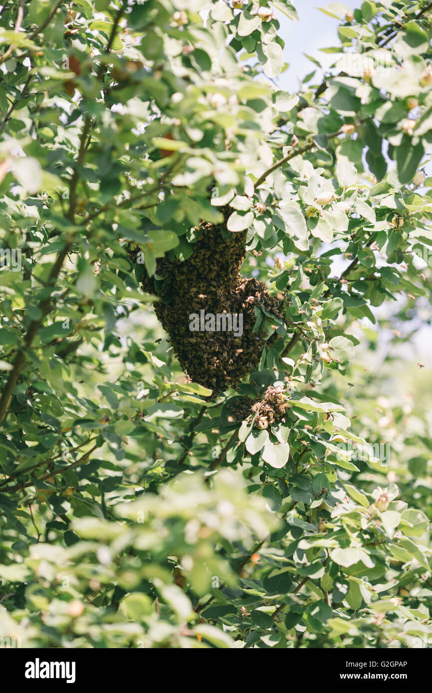 Swarming bees on the tree Stock Photo - Alamy