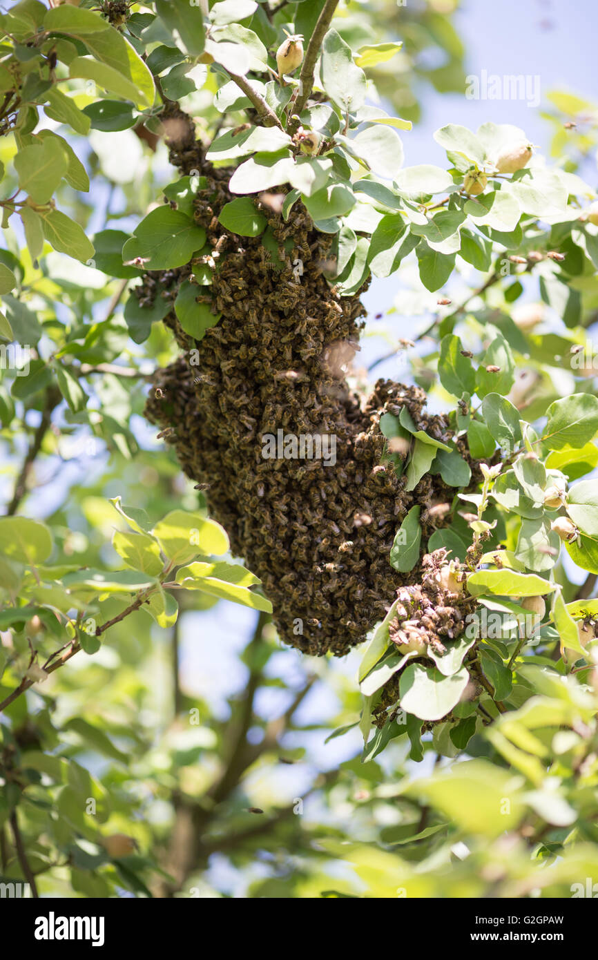 Swarming bees on the tree Stock Photo - Alamy