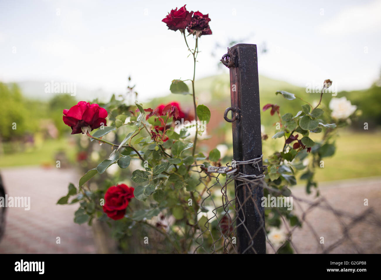 Red rose by the fence Stock Photo - Alamy