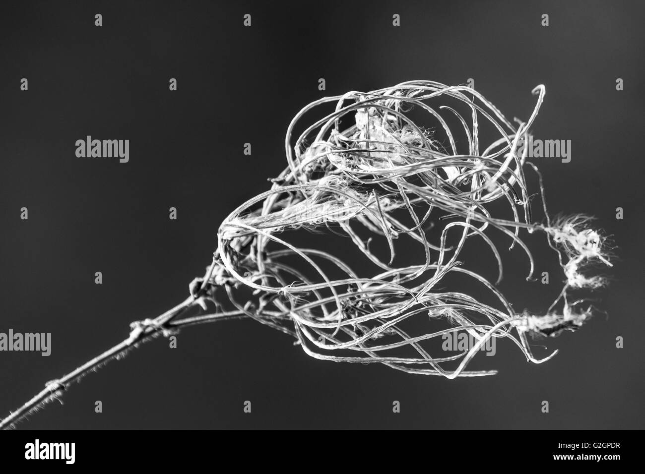 Dried up Black and White Stock Photos & Images - Alamy