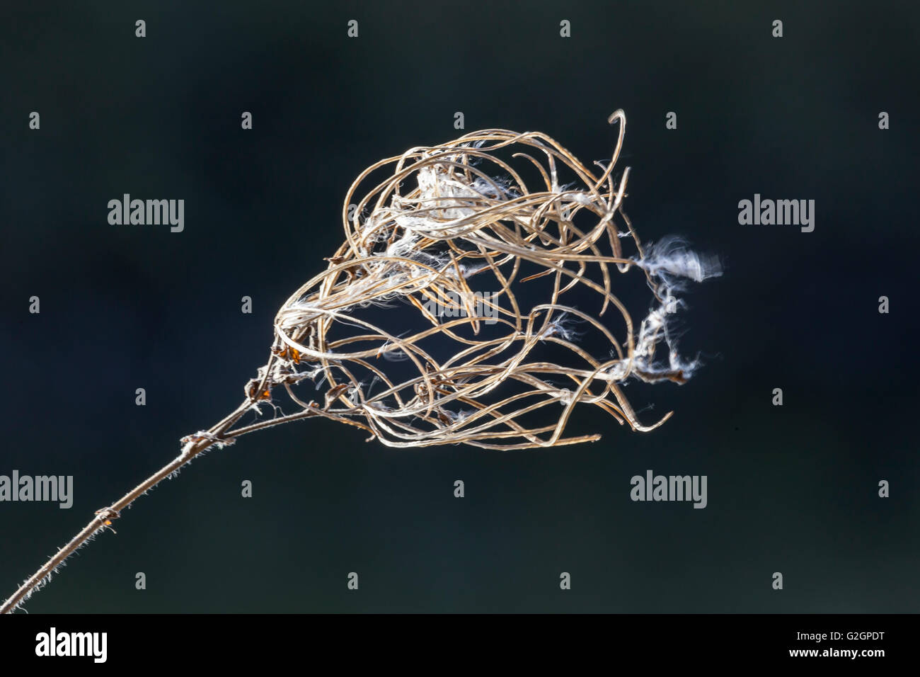 All dried up Stock Photo - Alamy