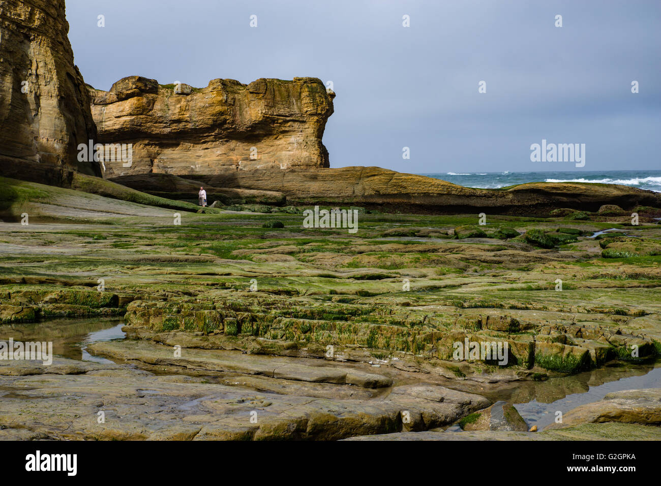 Tidal areas off the Oregon coast showing stretches of seaweed and tide ...