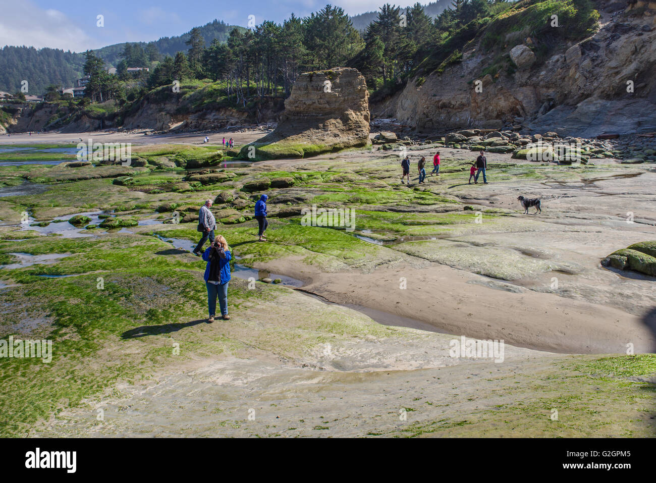 Tidal areas off the Oregon coast showing stretches of seaweed and tide ...
