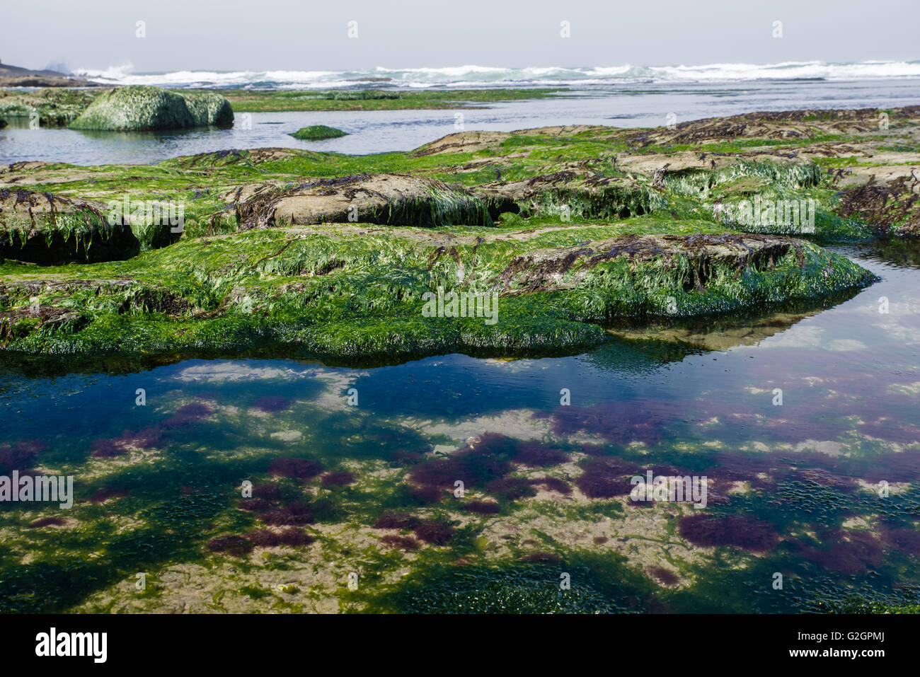 Tidal areas off the Oregon coast showing stretches of seaweed and tide ...