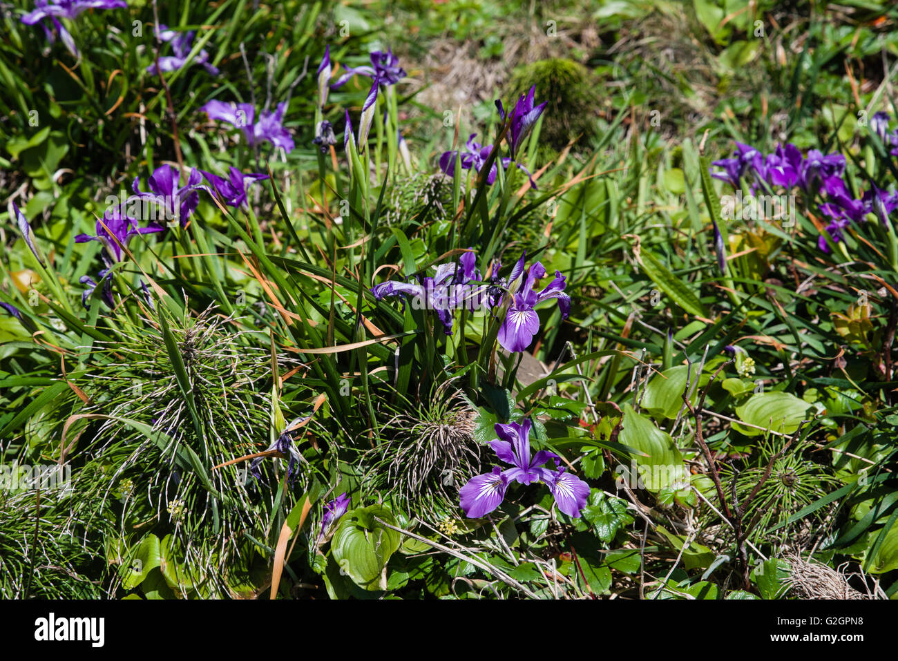 Group of Iris Tenax in bloom along the Oregon coast. Florence, Oregon ...