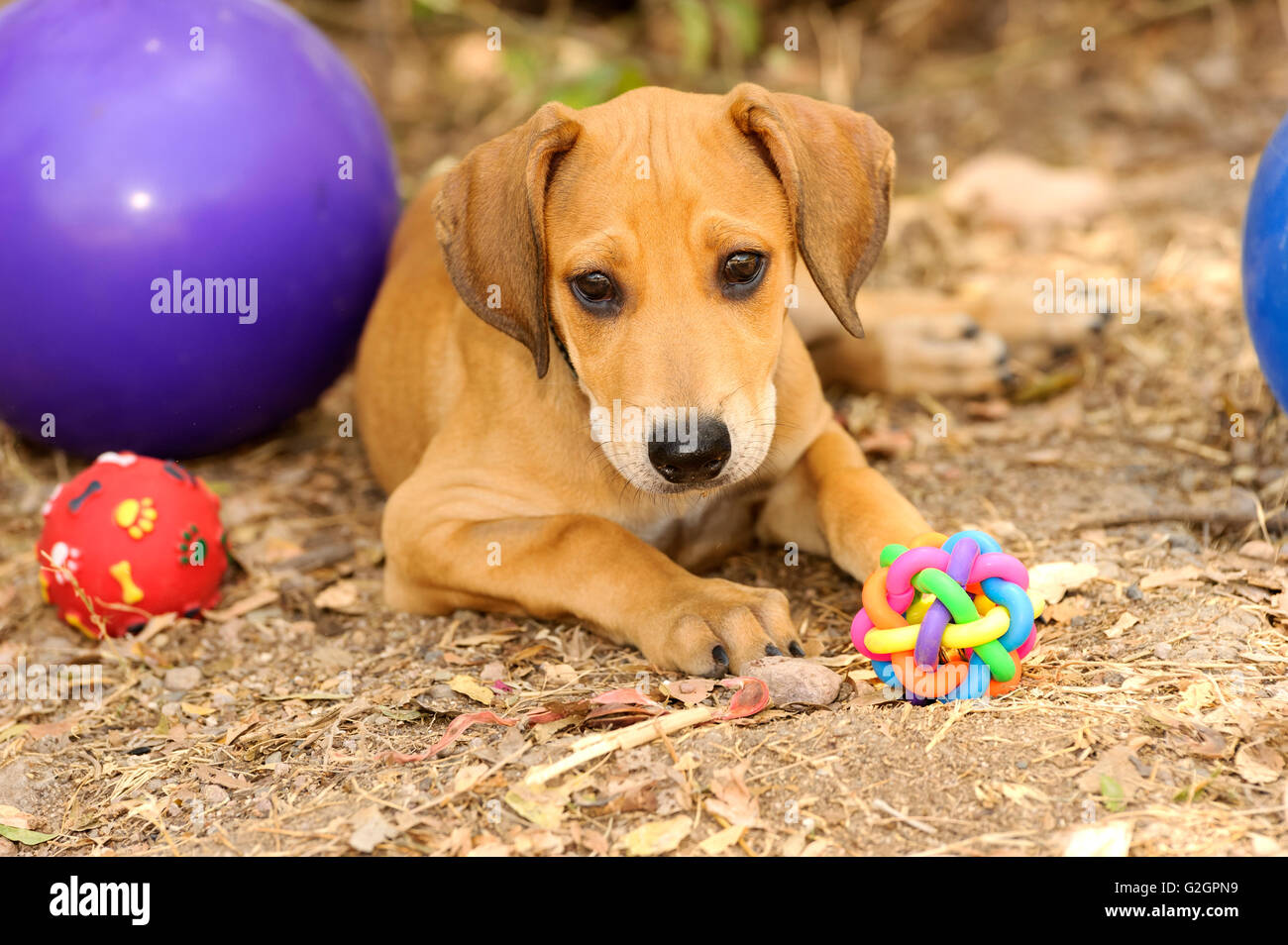 Dog toys is a cute happy puppy outdoors surrounded by his toys Stock ...