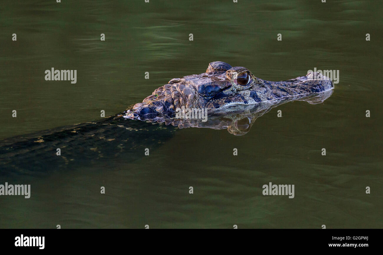 Black Caiman, Manu National Park, Peru Stock Photo - Alamy
