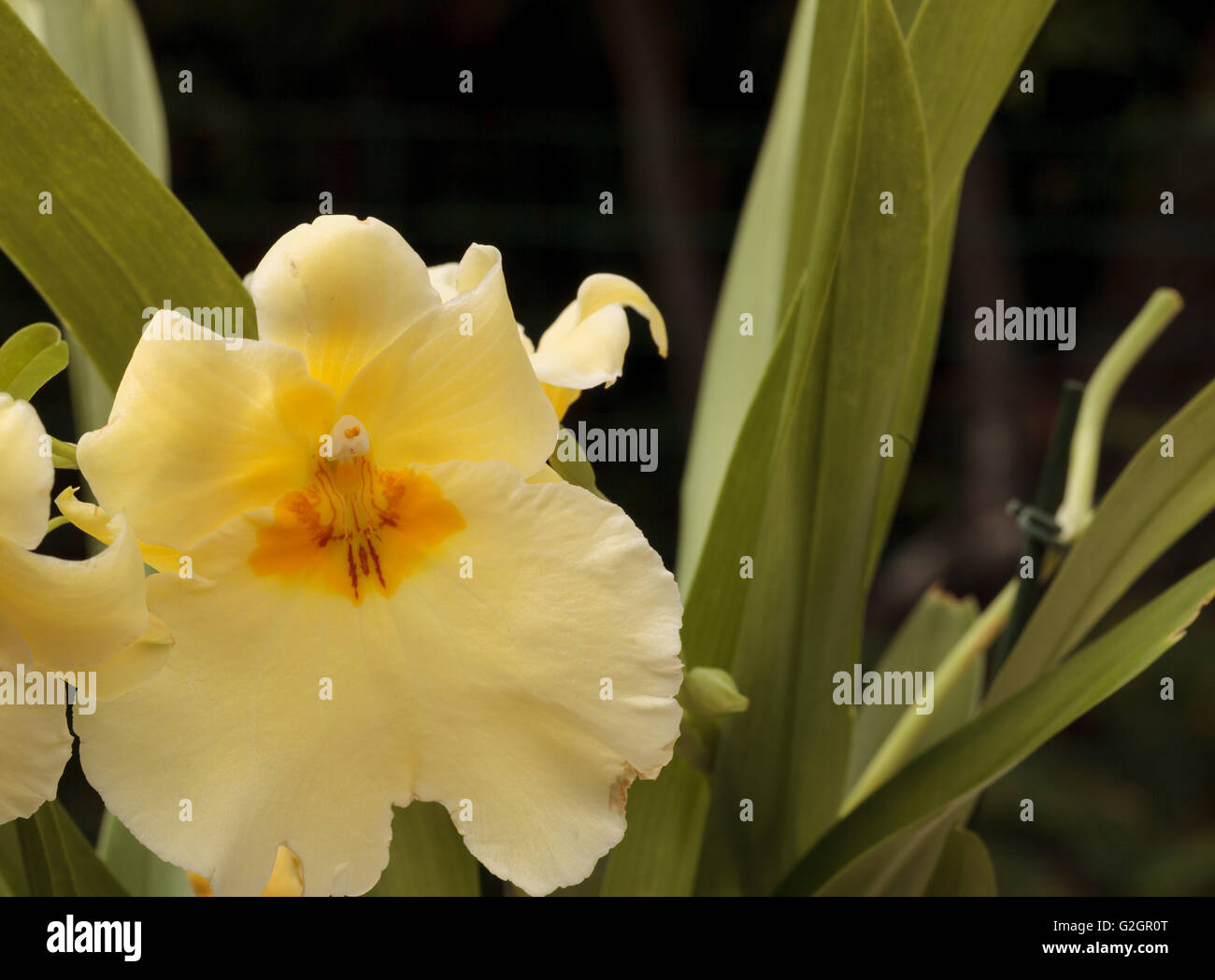 Miltoniopsis hi-res stock photography and images - Alamy